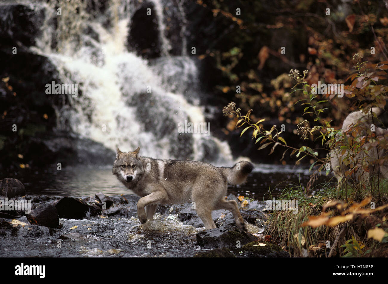 Timber Wolf (Canis lupus) crossing stream, Minnesota Stock Photo - Alamy