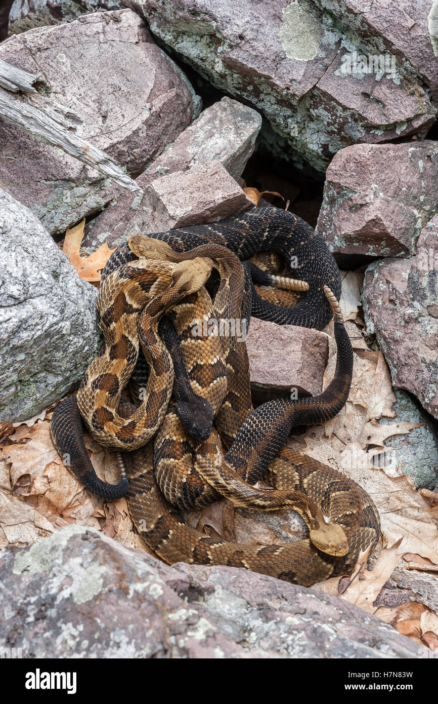 4 gravid Timber Rattlesnakes basking at rookery area in rock field near ...