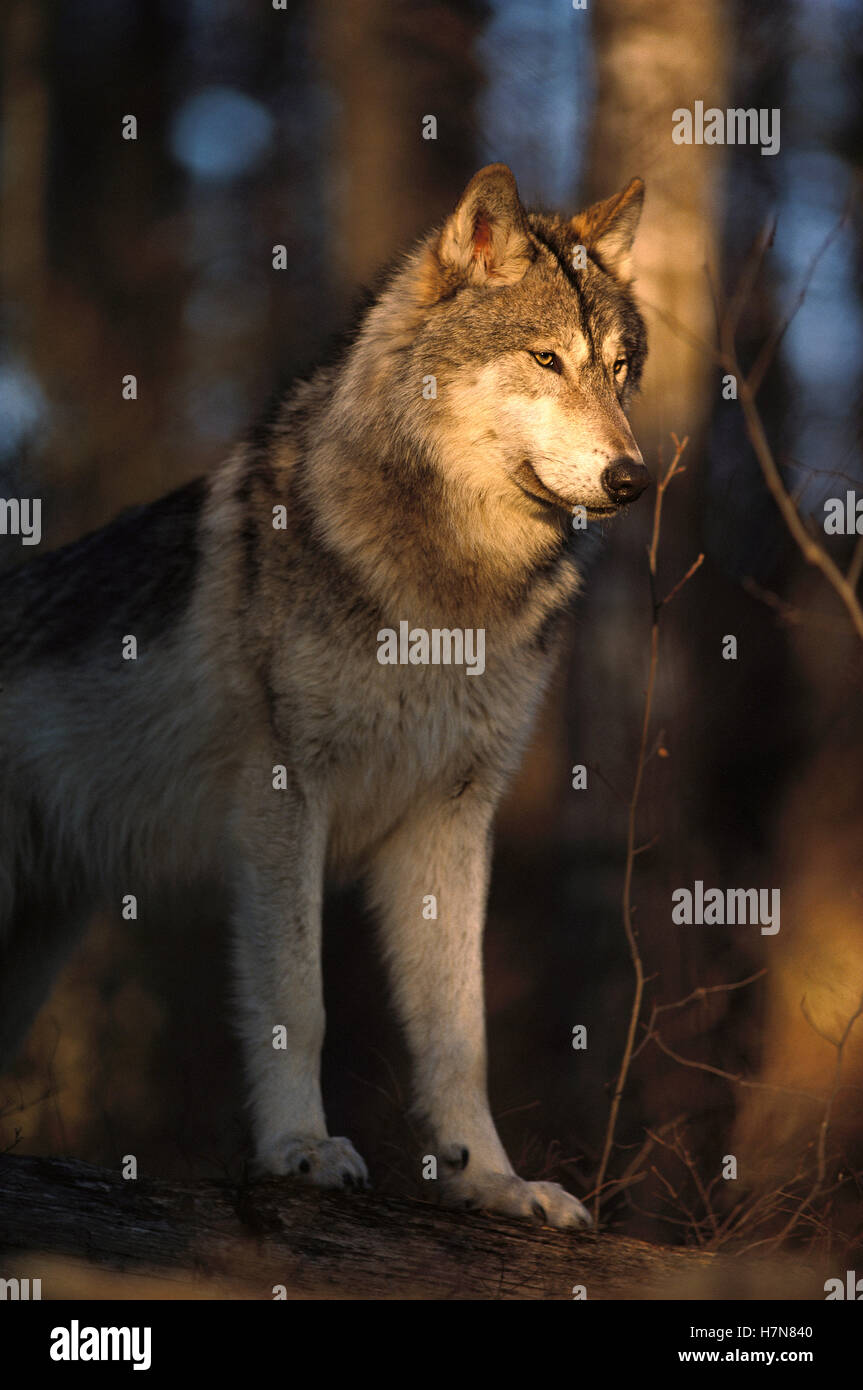 Timber Wolf (Canis lupus) portrait, Northwoods, Minnesota Stock Photo ...