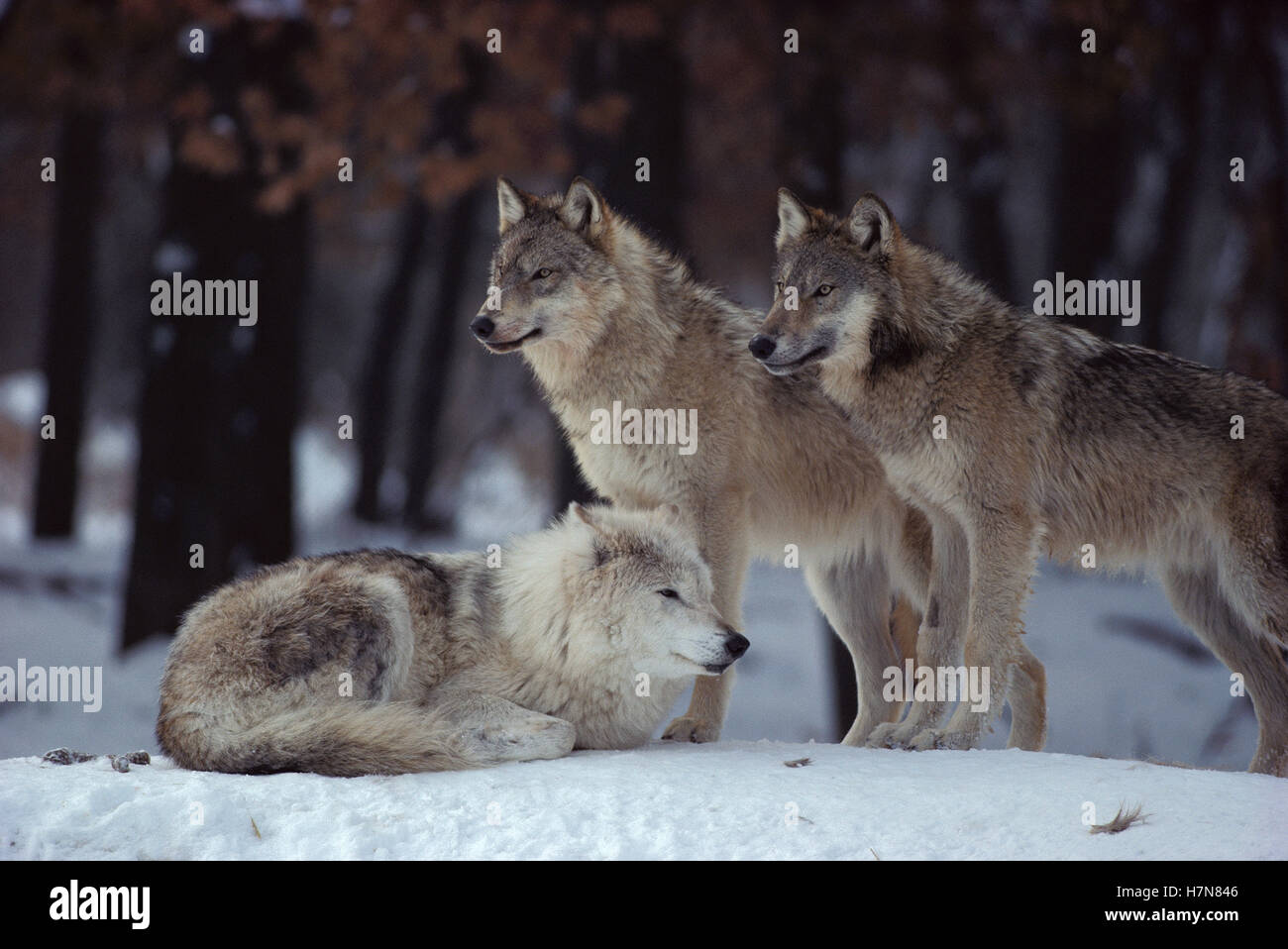 Timber Wolf (Canis lupus) trio in snow, Minnesota Stock Photo - Alamy