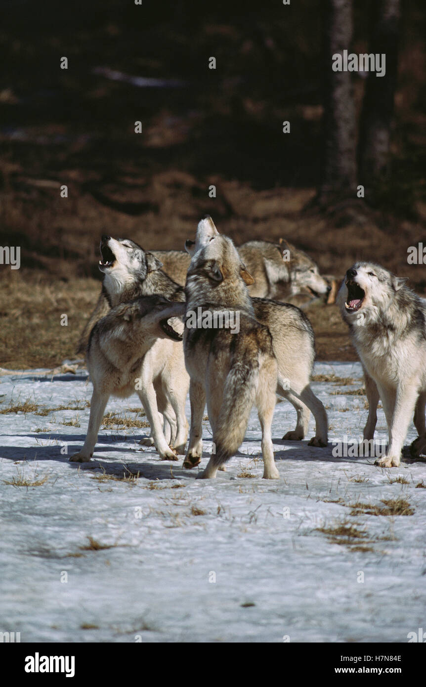 Timber Wolf (Canis lupus) pack howling, Nova Scotia, Canada Stock Photo ...