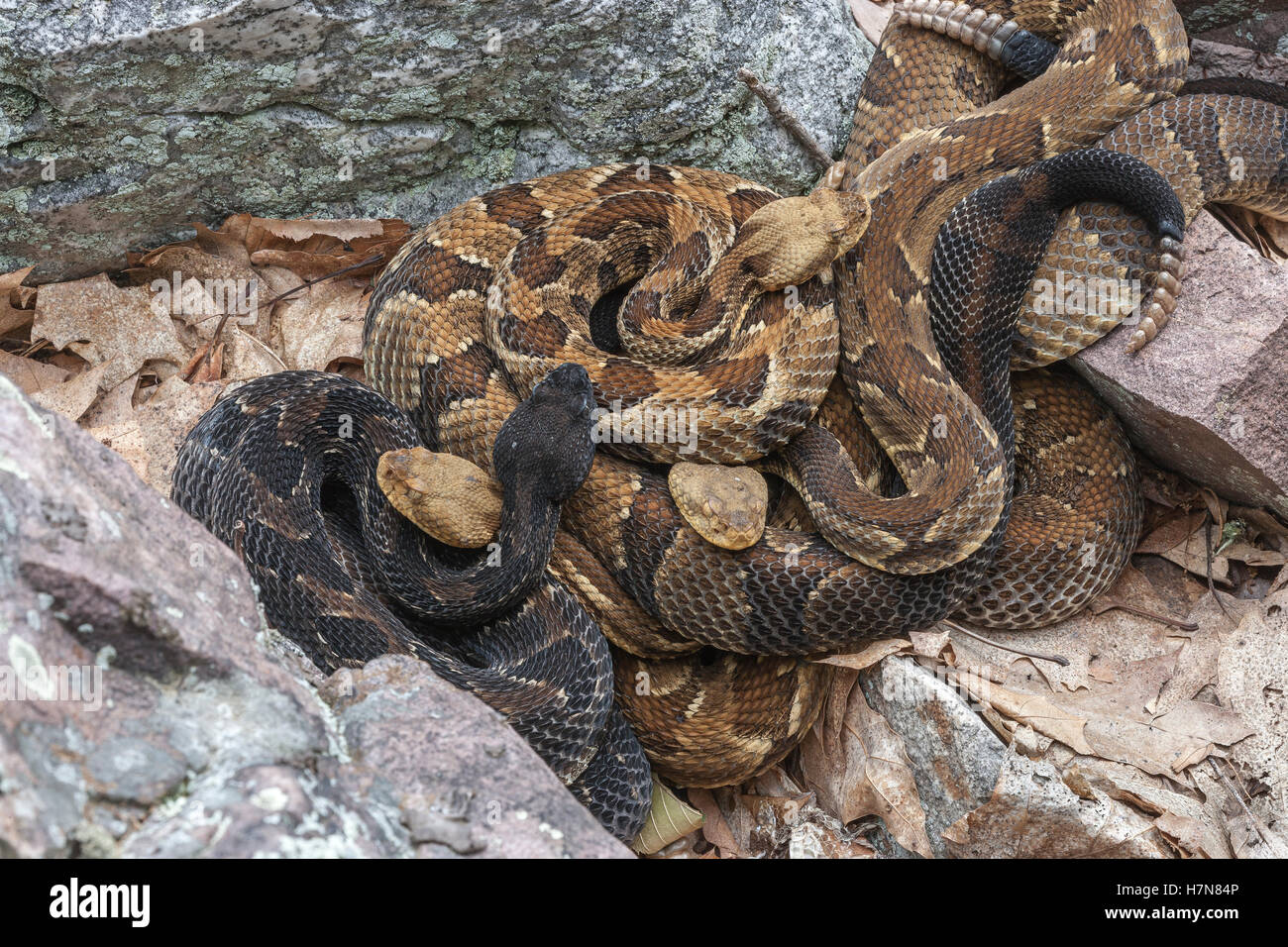 4 gravid Timber Rattlesnakes basking at rookery area in rock field near ...