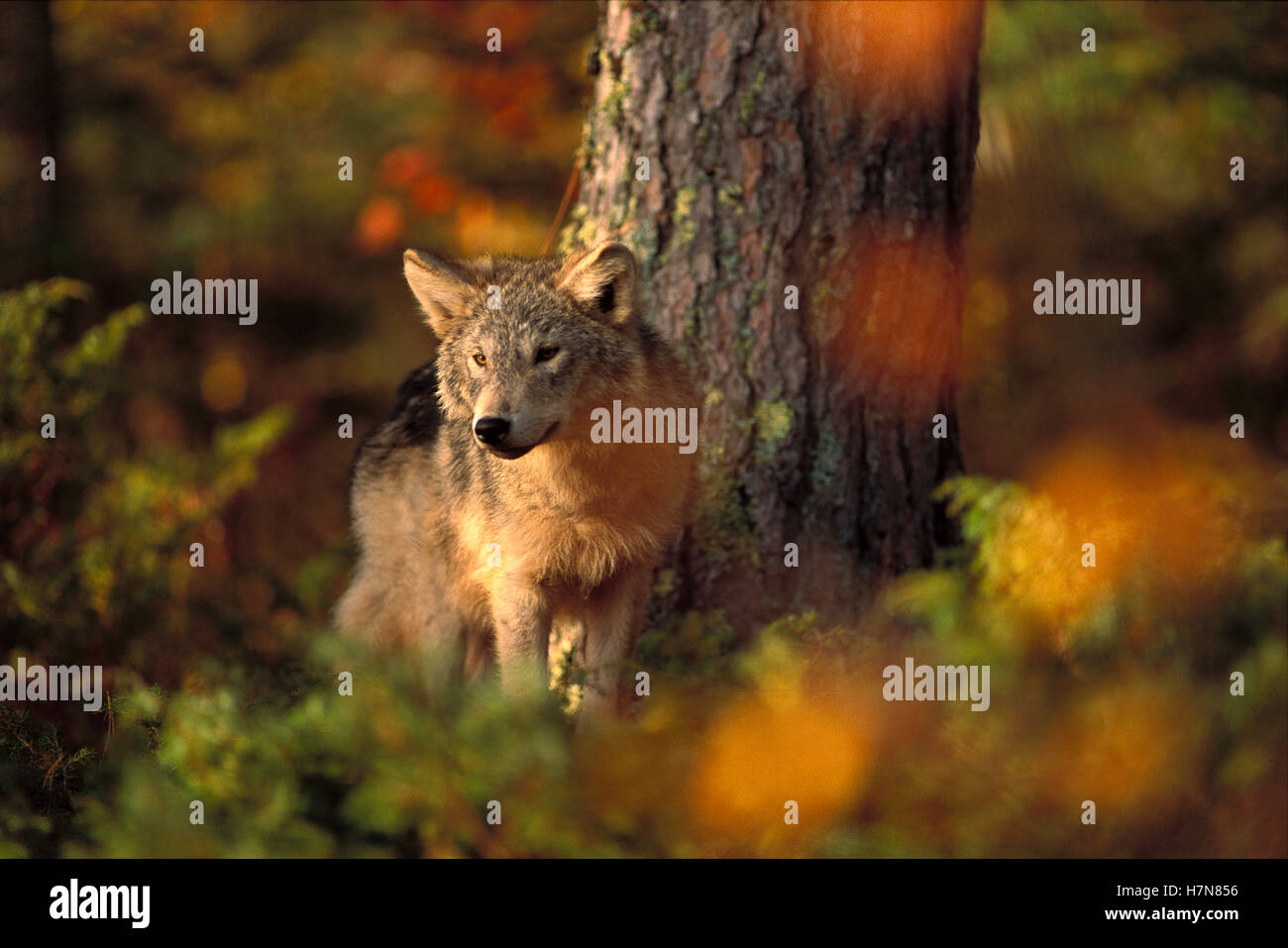Timber Wolf (Canis lupus) juvenile in forest, Minnesota Stock Photo - Alamy