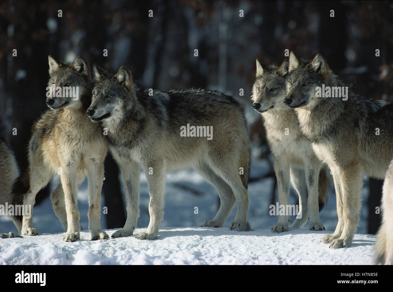Timber Wolf (Canis lupus) pack, Minnesota Stock Photo - Alamy
