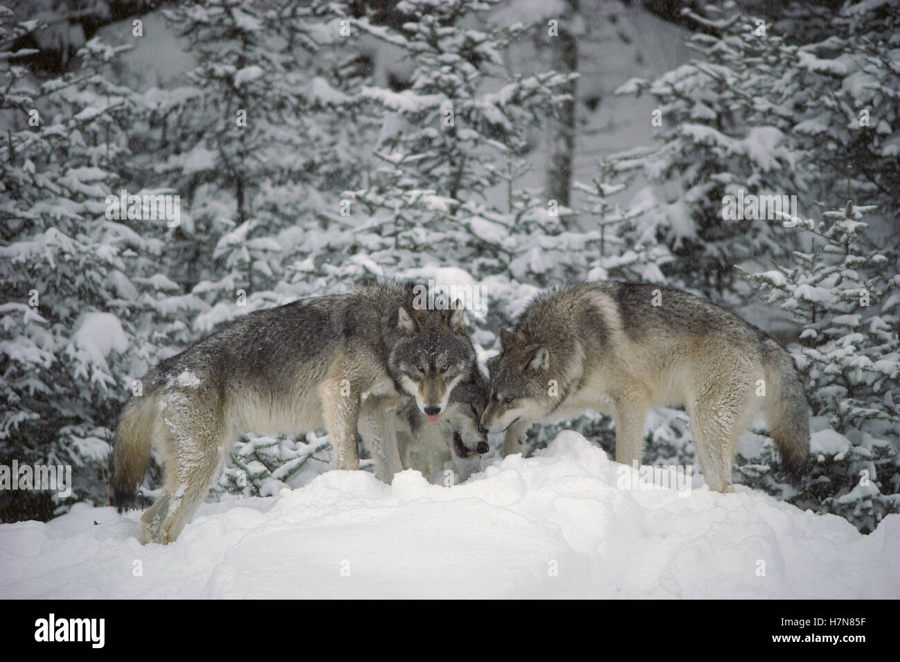 Timber Wolf (Canis lupus) trio in snow, Minnesota Stock Photo - Alamy