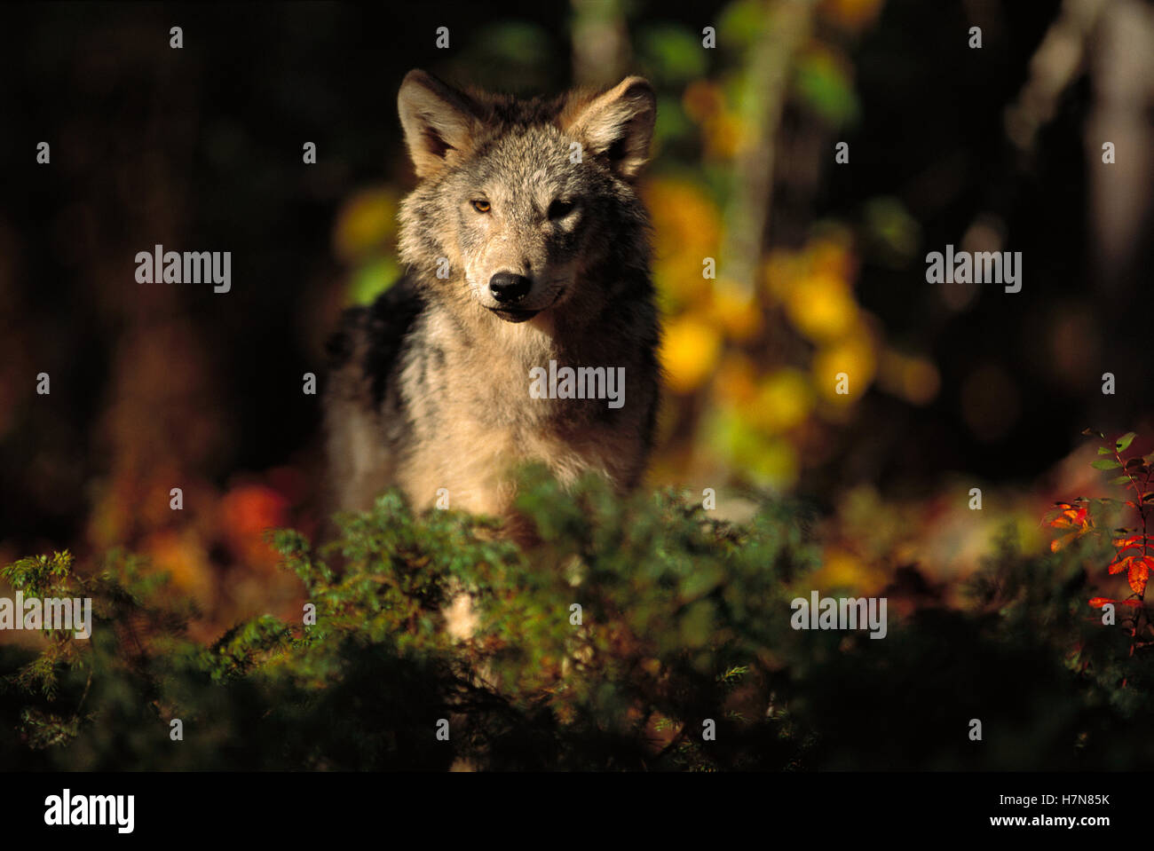 Timber Wolf (Canis lupus) juvenile in forest, Minnesota Stock Photo - Alamy