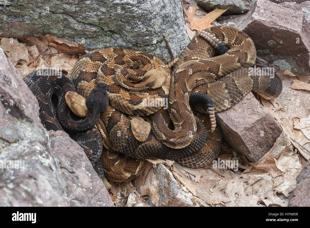 4 gravid Timber Rattlesnakes basking at rookery area in rock field near ...