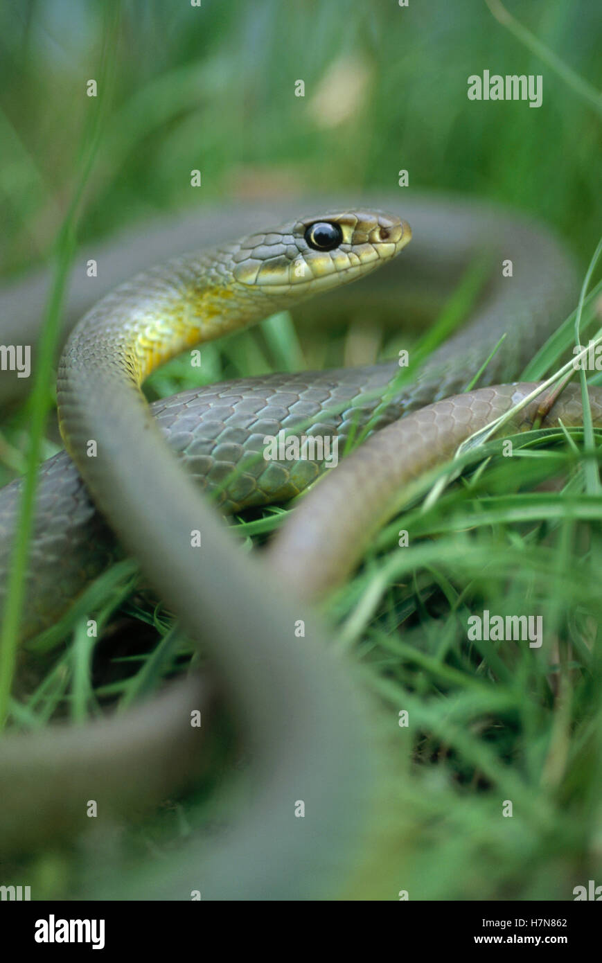 Eastern Yellow-bellied Racer (Coluber constrictor flaviventris ...