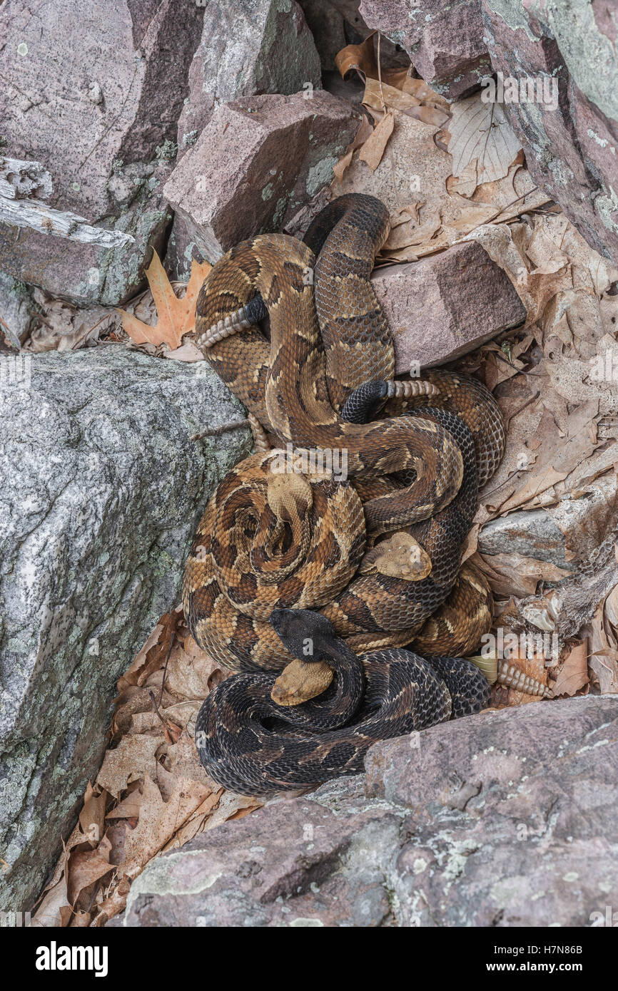 4 gravid Timber Rattlesnakes basking at rookery area in rock field near ...