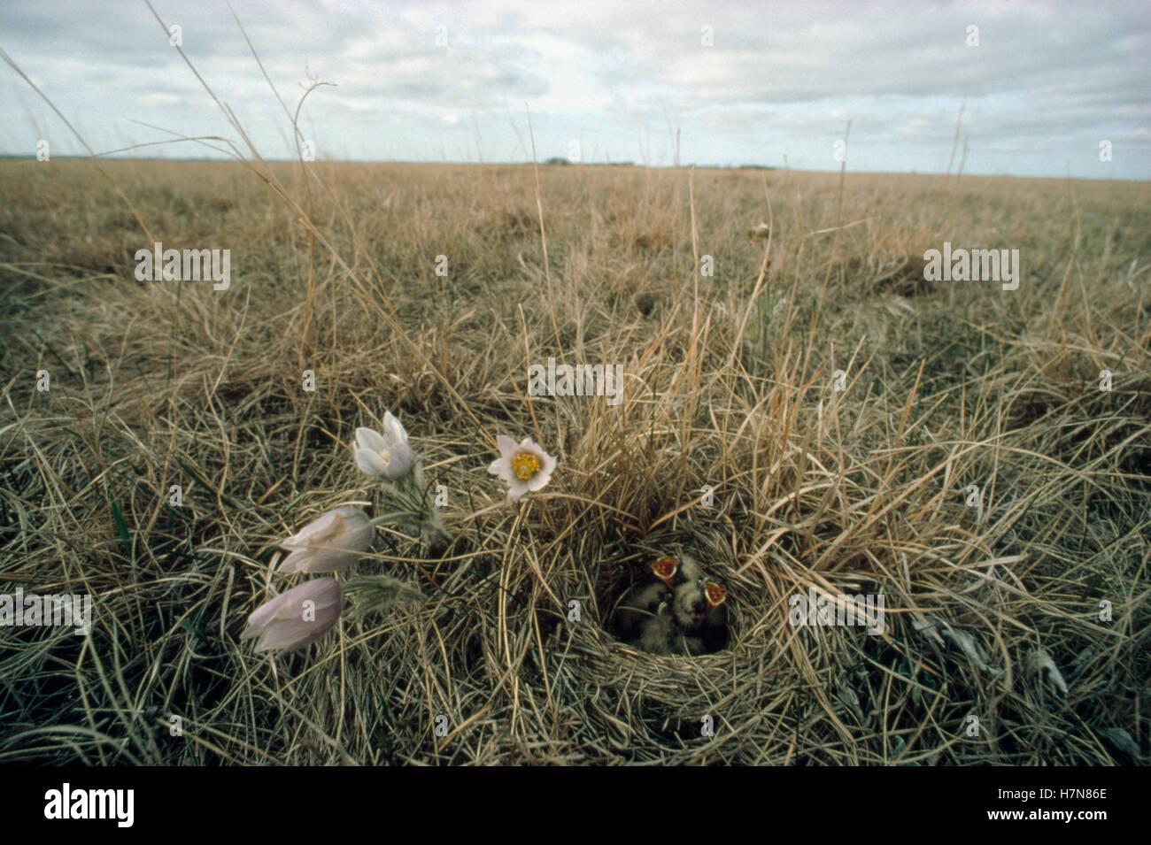 Horned Lark (Eremophila alpestris) chicks in nest on prairie with ...