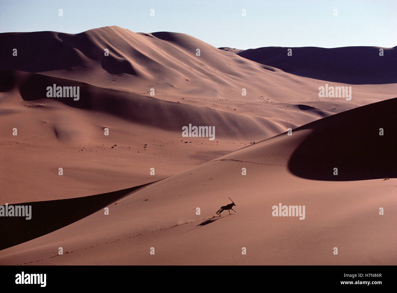 Gemsbok (Oryx gazella) running across sand dune, Namib Desert, Namibia ...
