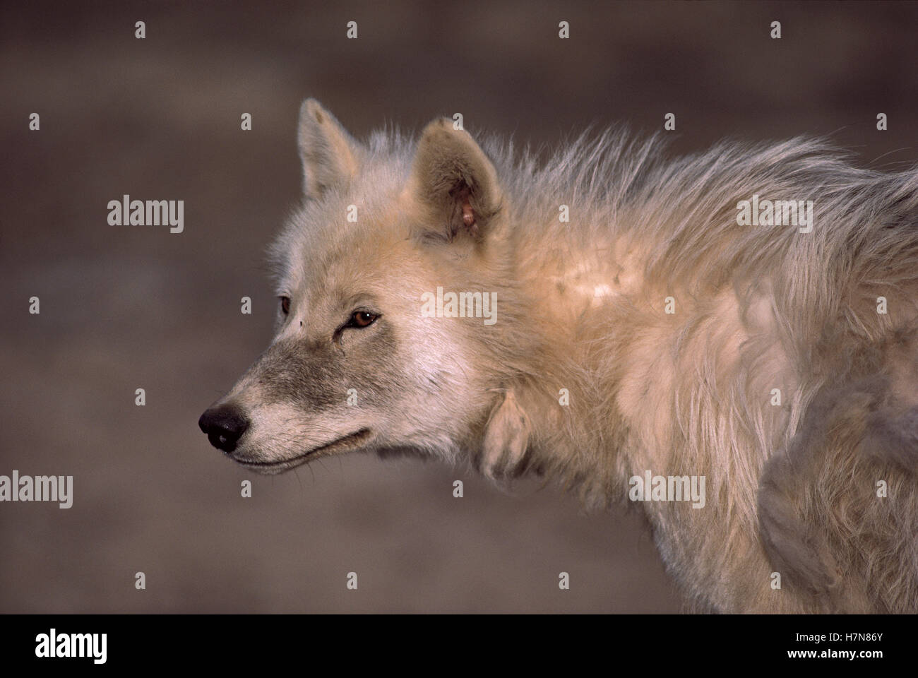 Arctic Wolf (Canis lupus) portrait, Ellesmere Island, Nunavut, Canada ...