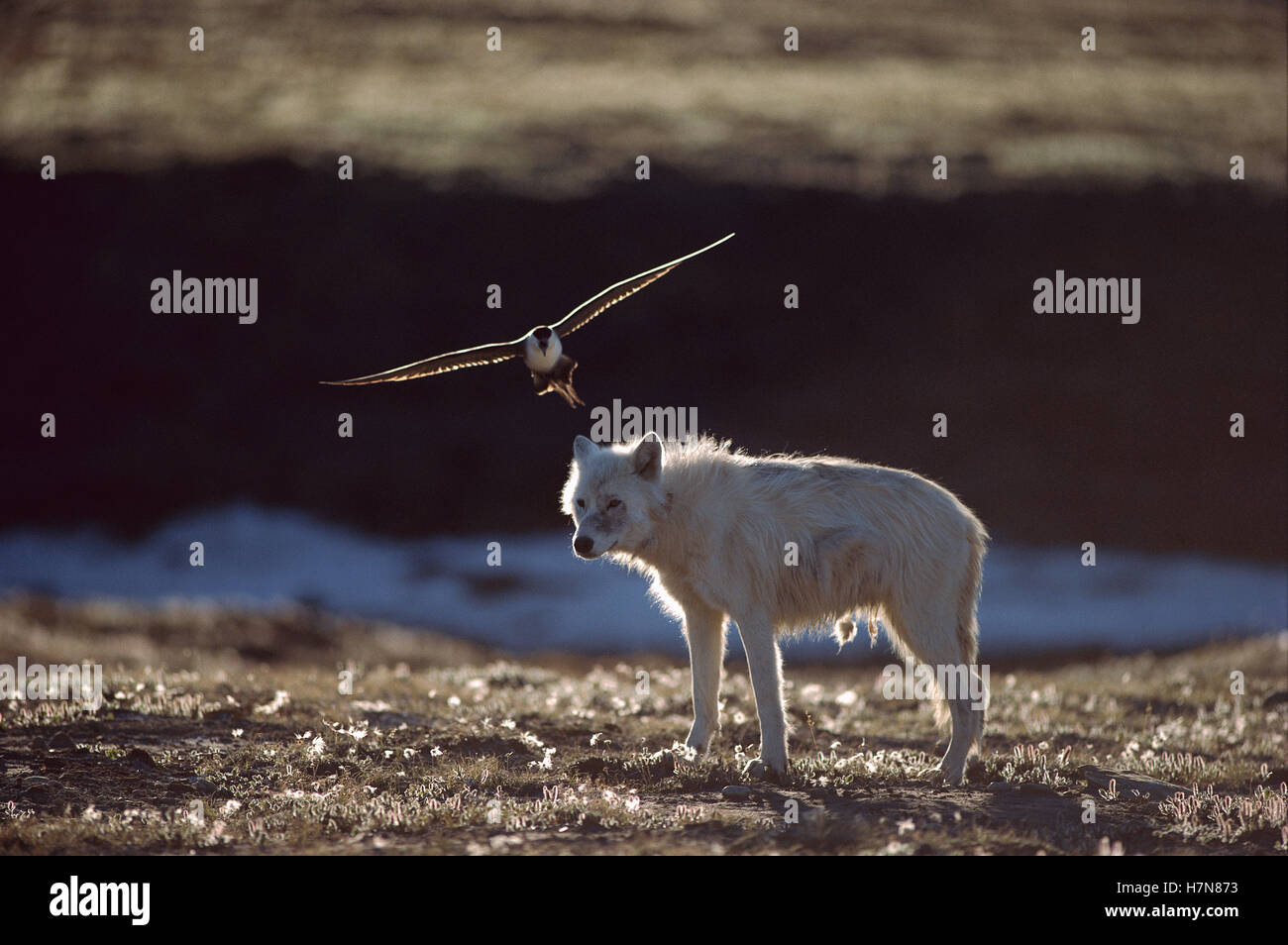 Long-tailed Jaeger (Stercorarius longicaudus) attacking Arctic Wolf ...
