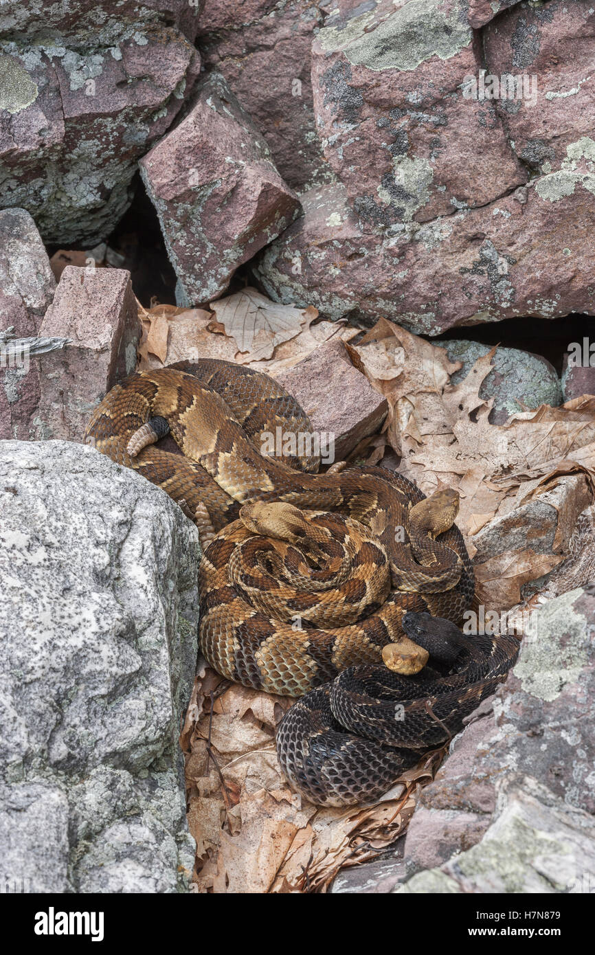 4 gravid Timber Rattlesnakes basking at rookery area in rock field near ...