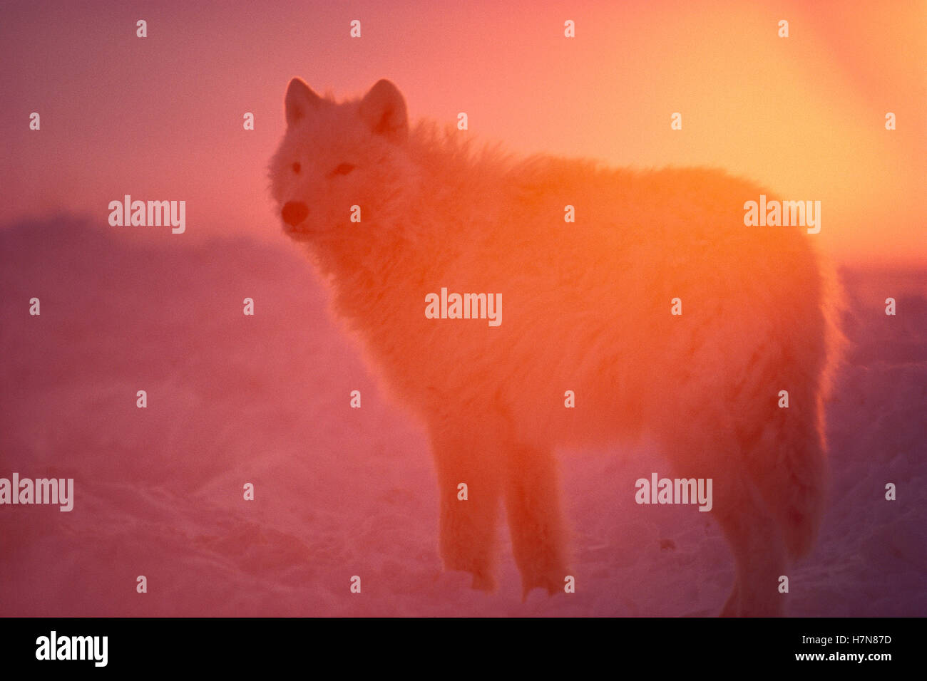 Arctic Wolf (Canis lupus) silhouetted at sunset, Ellesmere Island ...