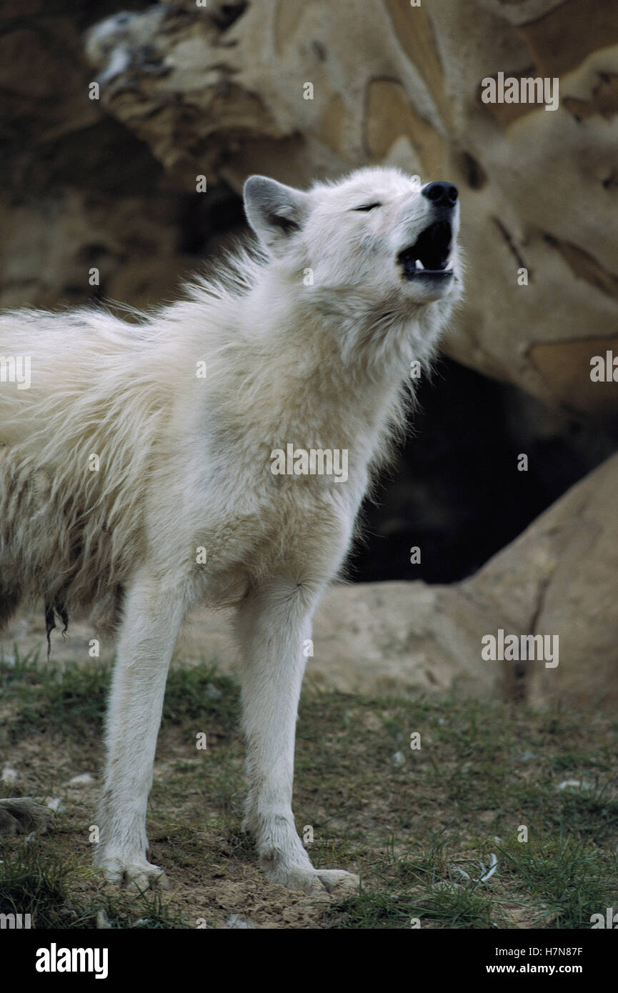 Arctic Wolf (Canis lupus) howling, Ellesmere Island, Nunavut, Canada ...