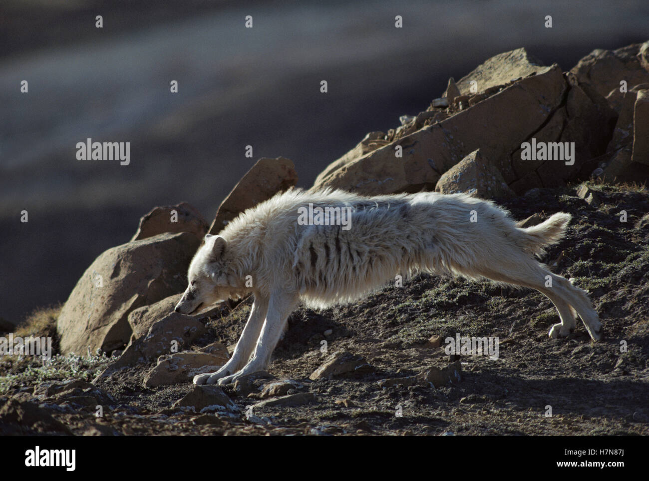 Arctic Wolf (Canis lupus) stretching, Ellesmere Island, Nunavut, Canada ...