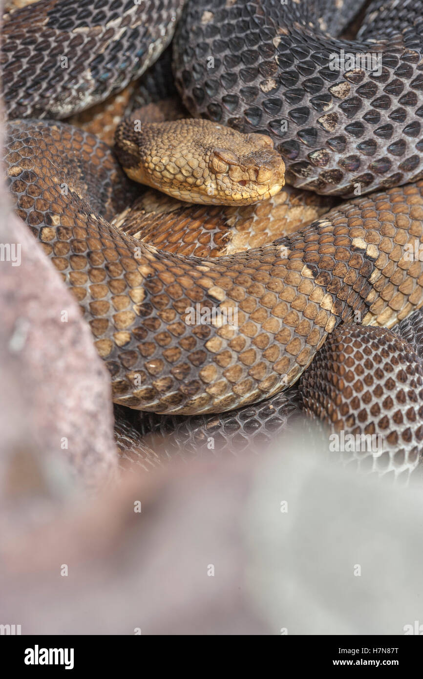 Timber Rattlesnake (Crotalus horridus) This species is threatened or ...