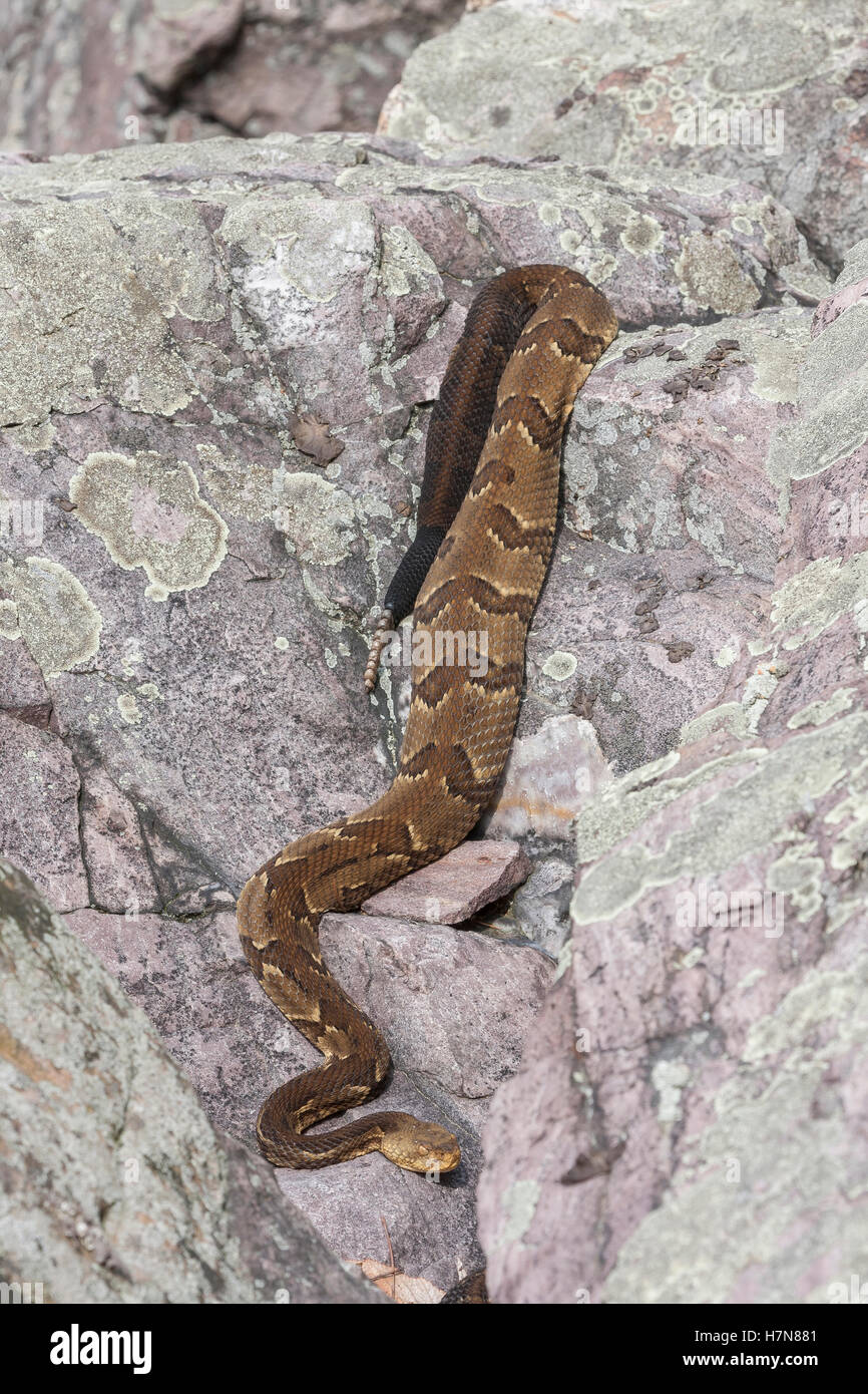 Timber Rattlesnake (Crotalus horridus) This species is threatened or ...
