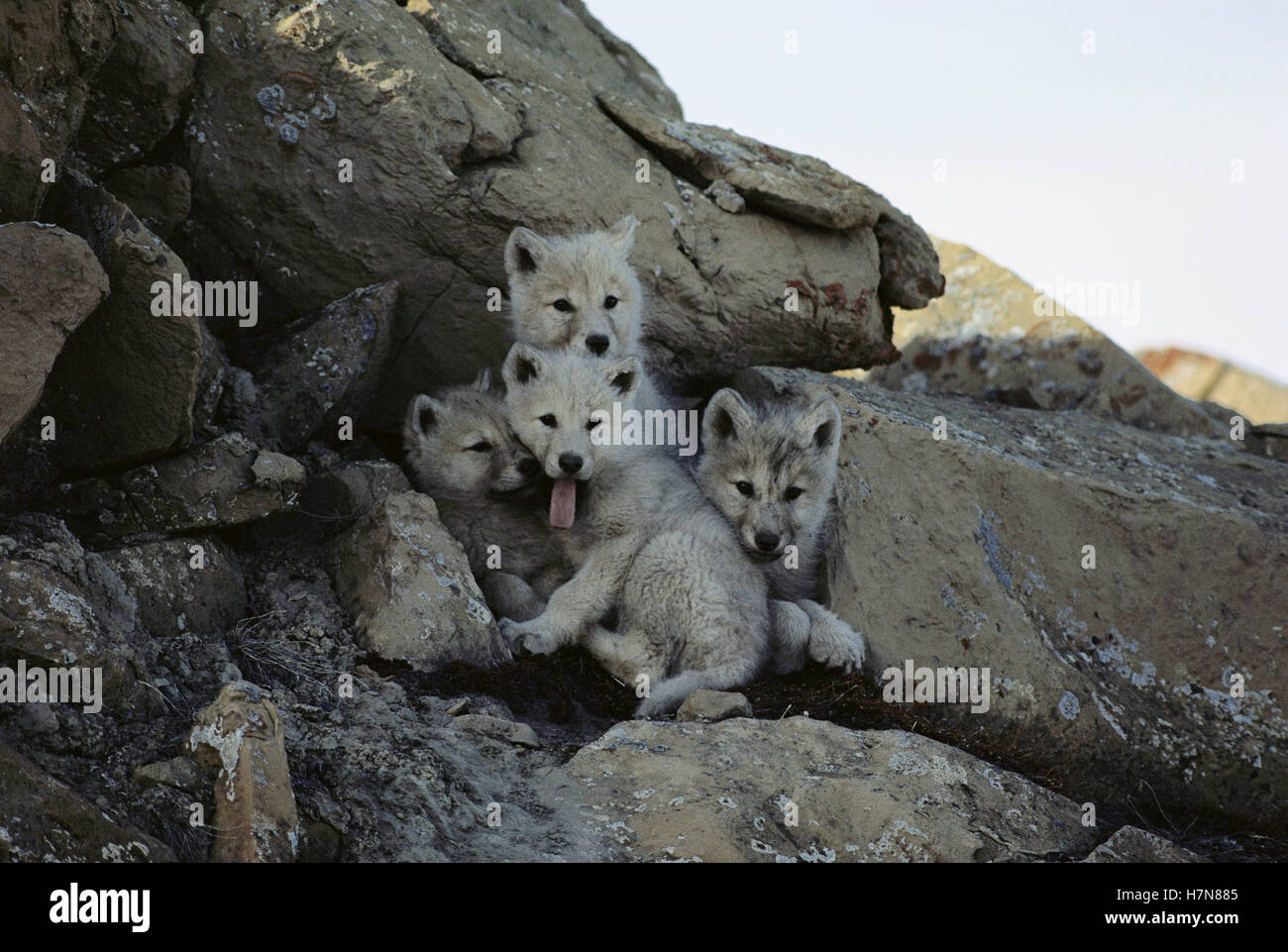 Arctic Wolf (Canis lupus) pups at den entrance, Ellesmere Island ...