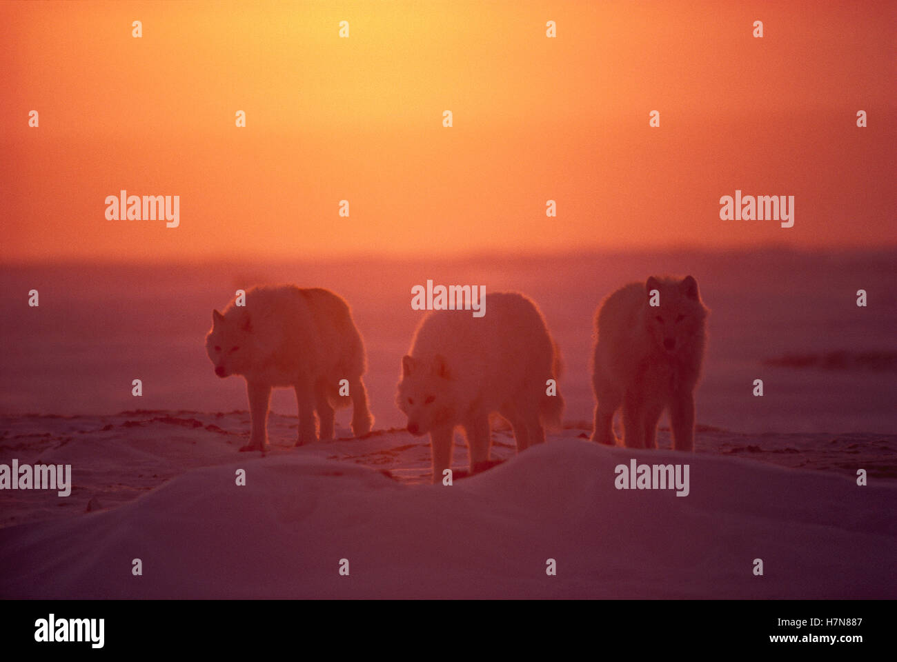 Arctic Wolf (Canis lupus) trio at sunset, Ellesmere Island, Nunavut ...