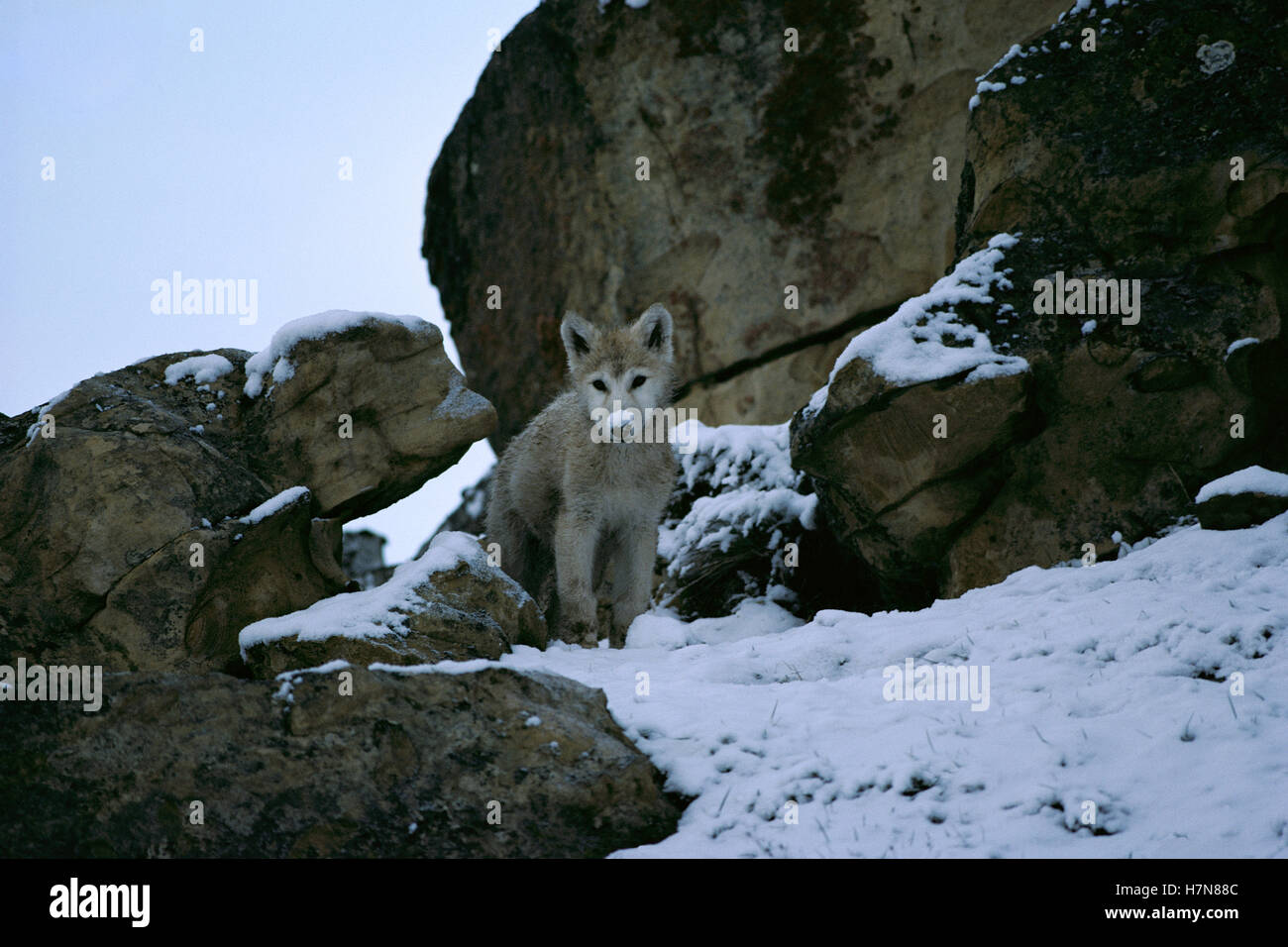 Arctic Wolf (Canis lupus) pup near den, Ellesmere Island, Nunavut ...