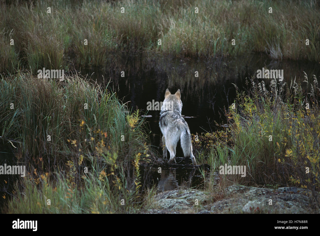 Timber Wolf (Canis lupus) hunting for American Beaver (Castor ...