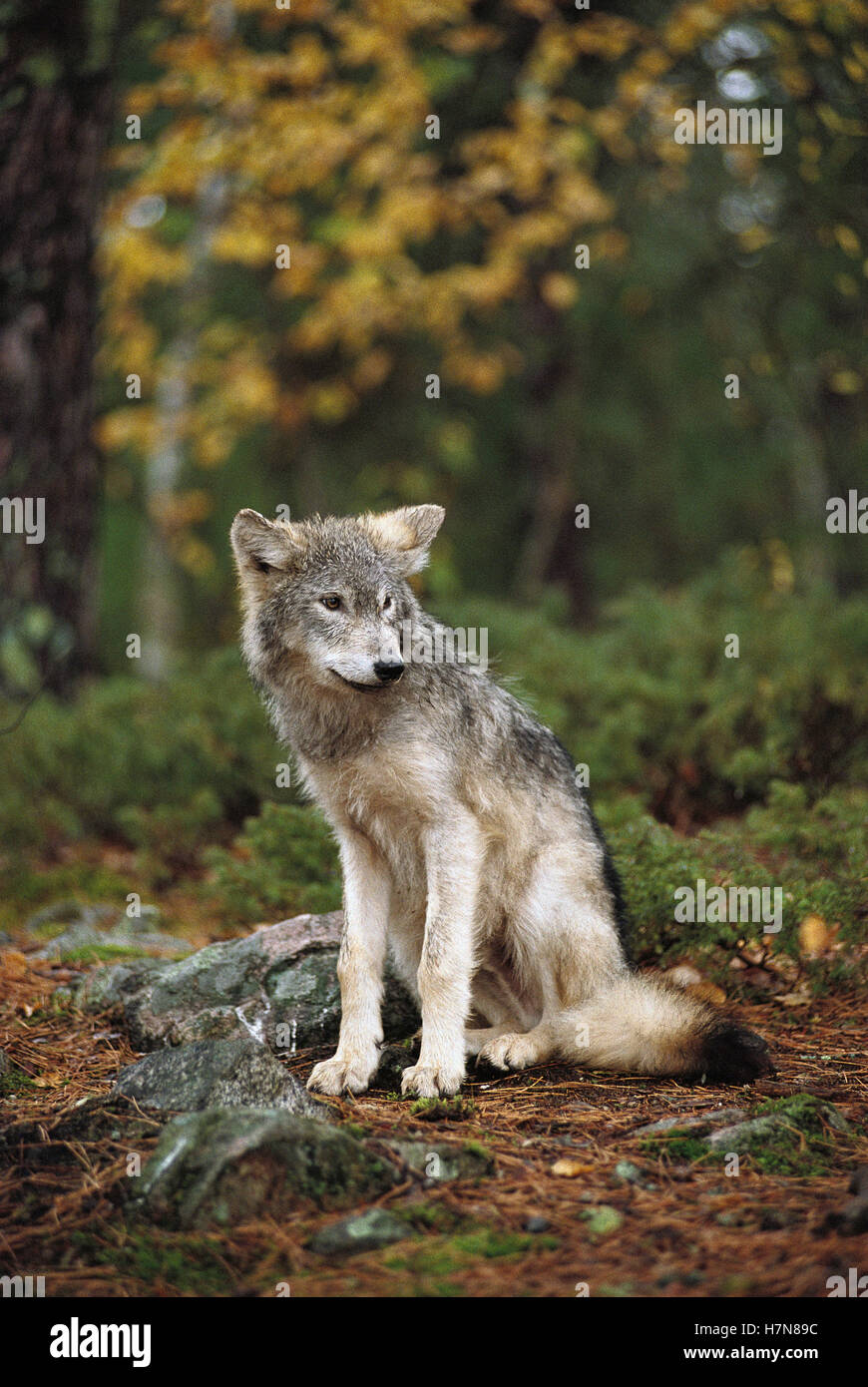 Timber Wolf (Canis lupus) juvenile sitting in the forest, Minnesota ...