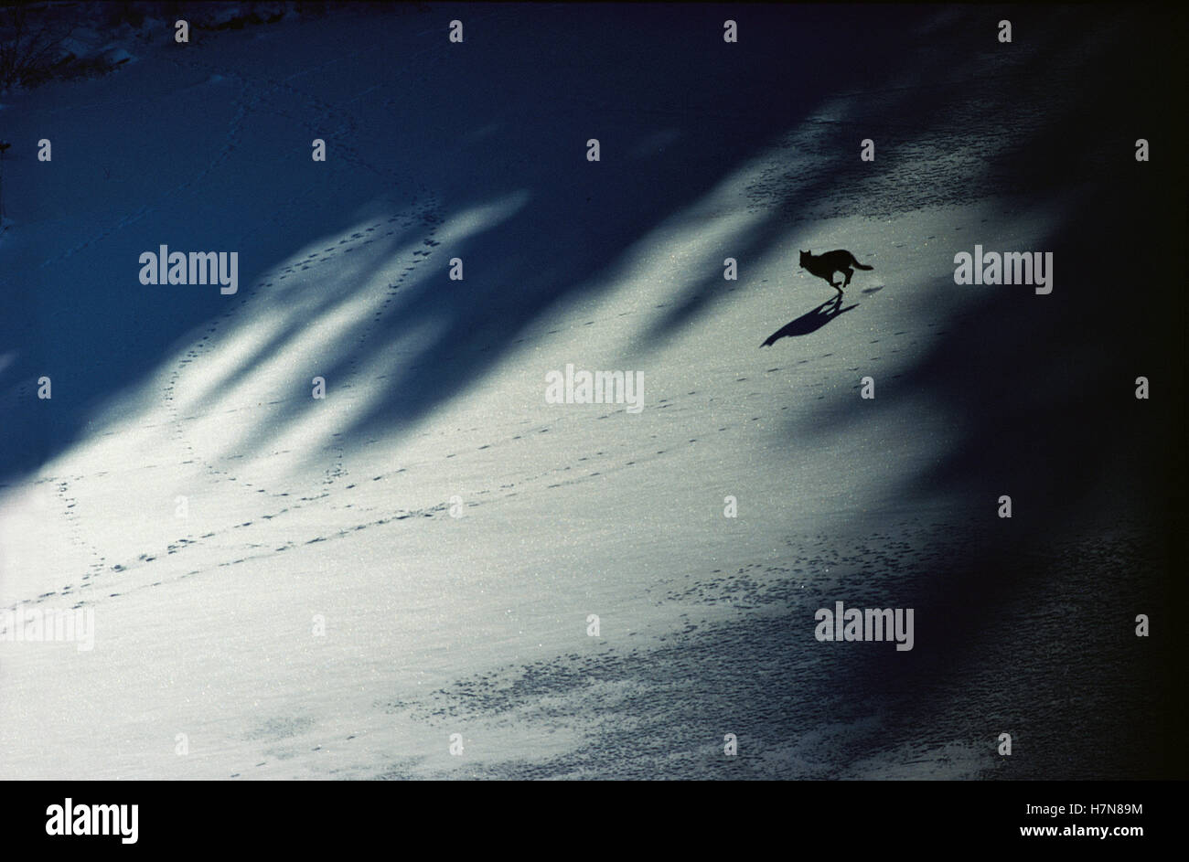 Timber Wolf (Canis lupus) running across frozen lake, Minnesota Stock ...