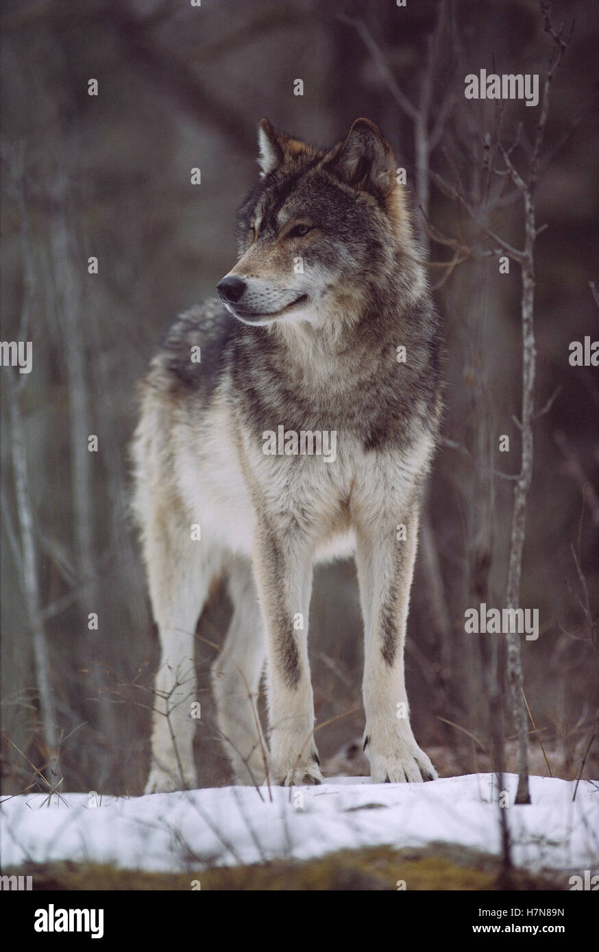 Timber Wolf (Canis lupus) portrait, Minnesota Stock Photo - Alamy