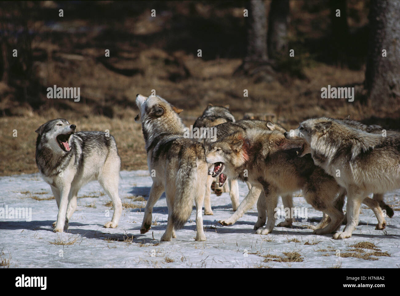 Timber Wolf Pack Howling
