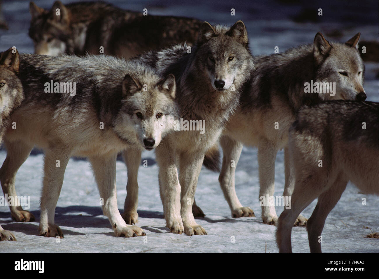Timber Wolf (Canis lupus) pack, Minnesota Stock Photo - Alamy