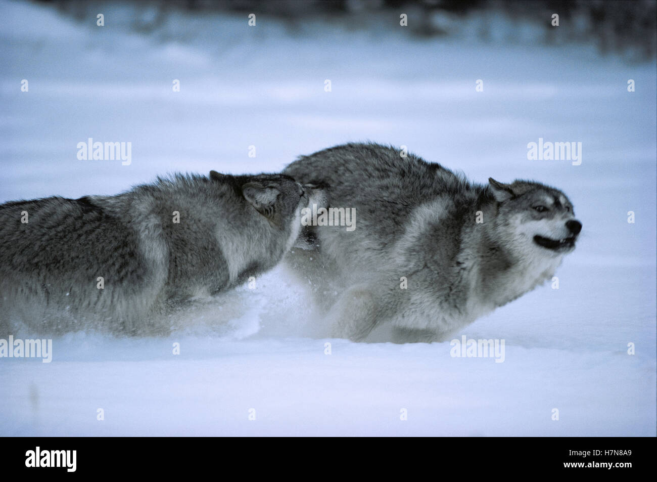Timber Wolf (Canis lupus) pair running and playing in snow, Minnesota ...