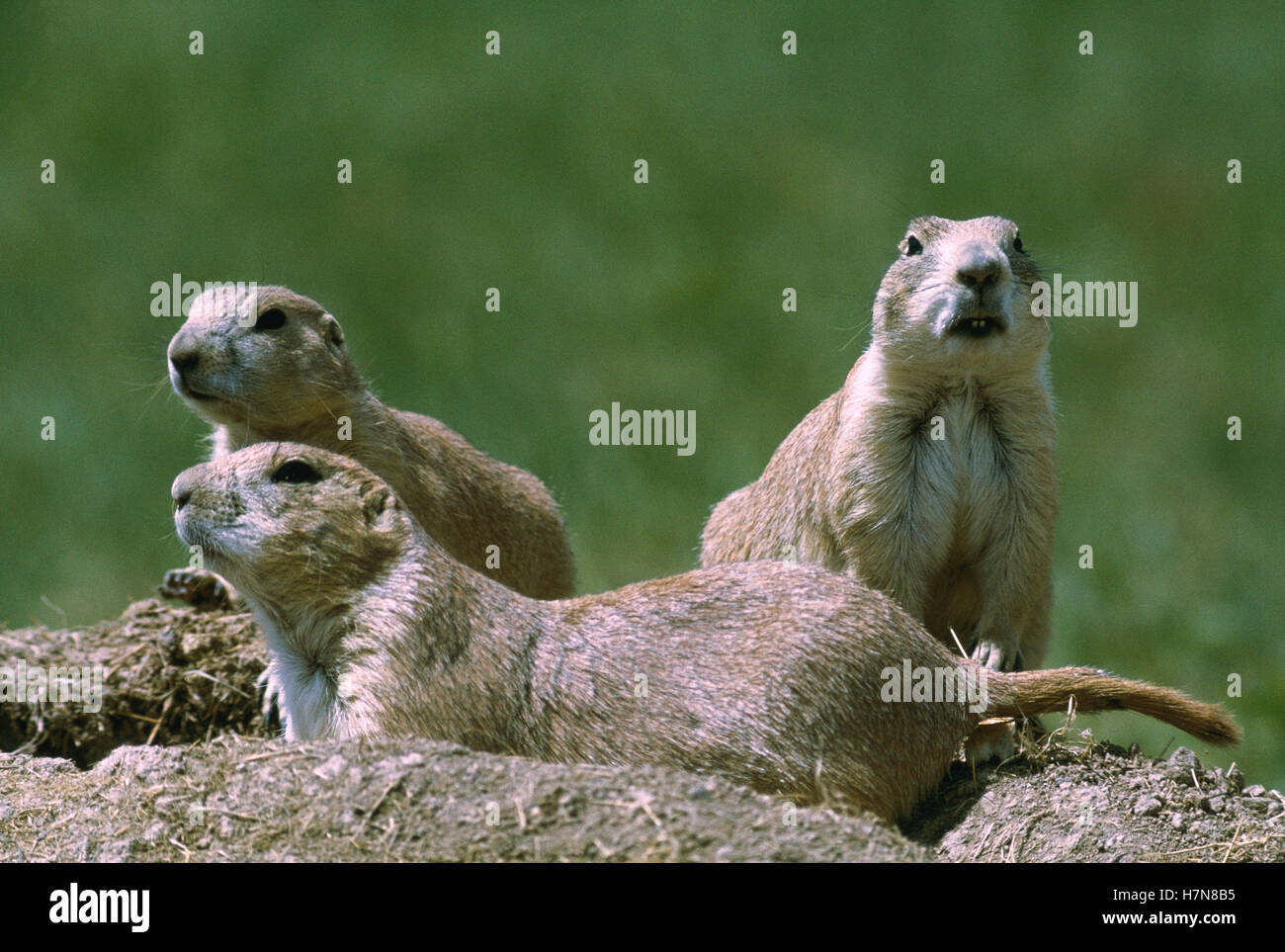 Black-tailed Prairie Dog (Cynomys ludovicianus) trio at burrow entrance ...