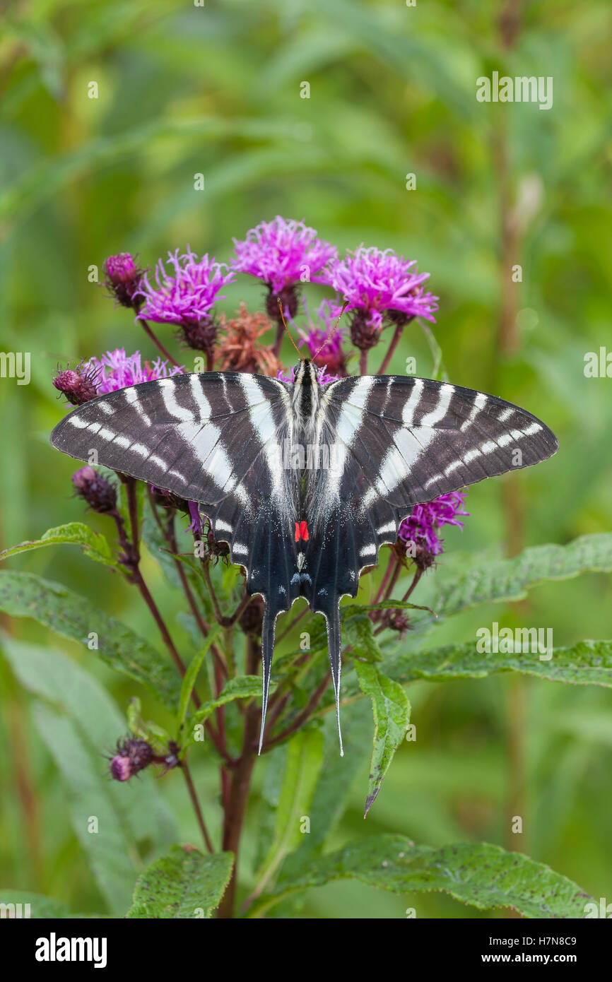 Zebra Swallowtail (Protographium marcellus) Adult nectaring on New York ...