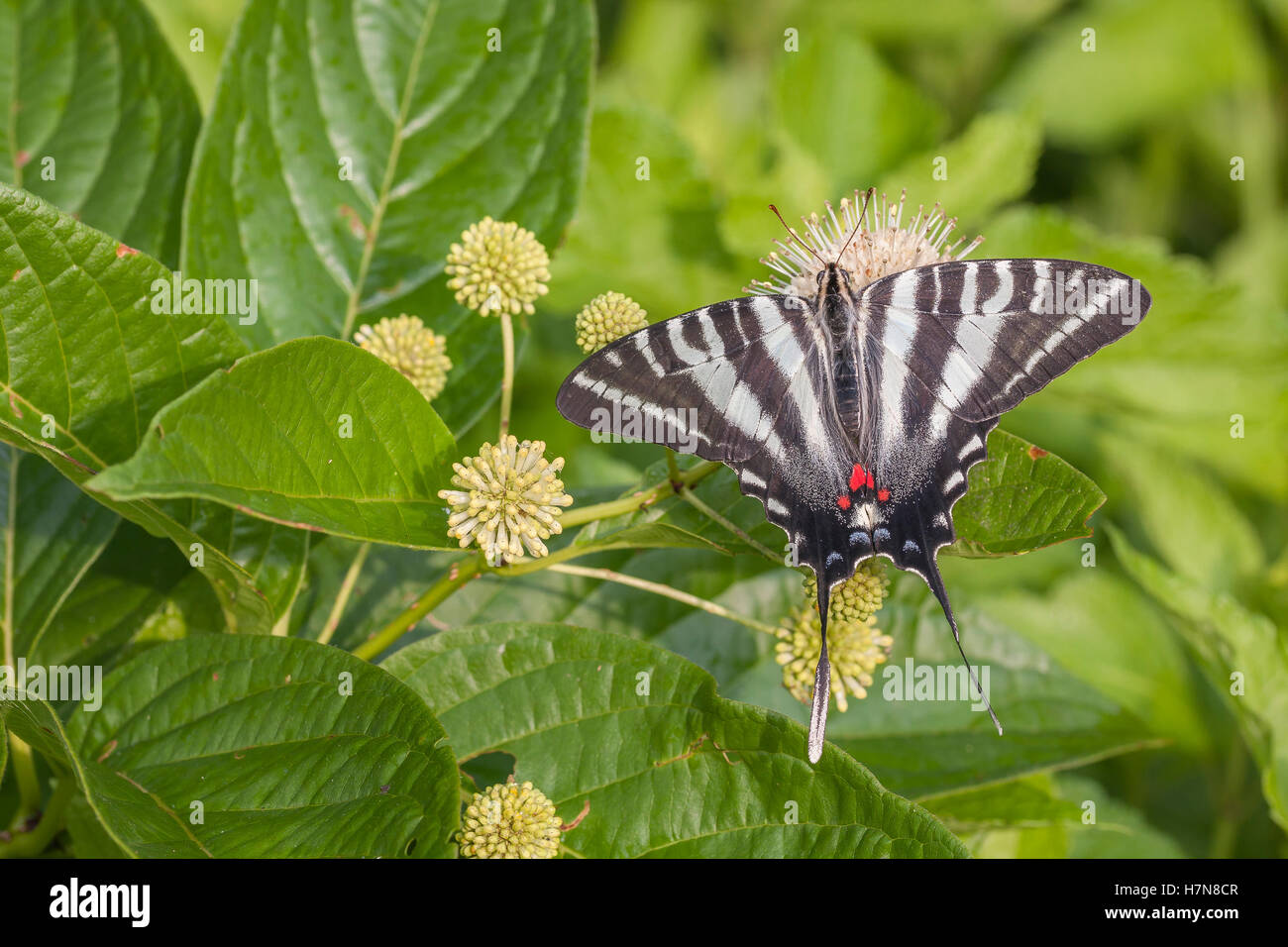Zebra Swallowtail (Protographium marcellus) Adult nectaring on ...
