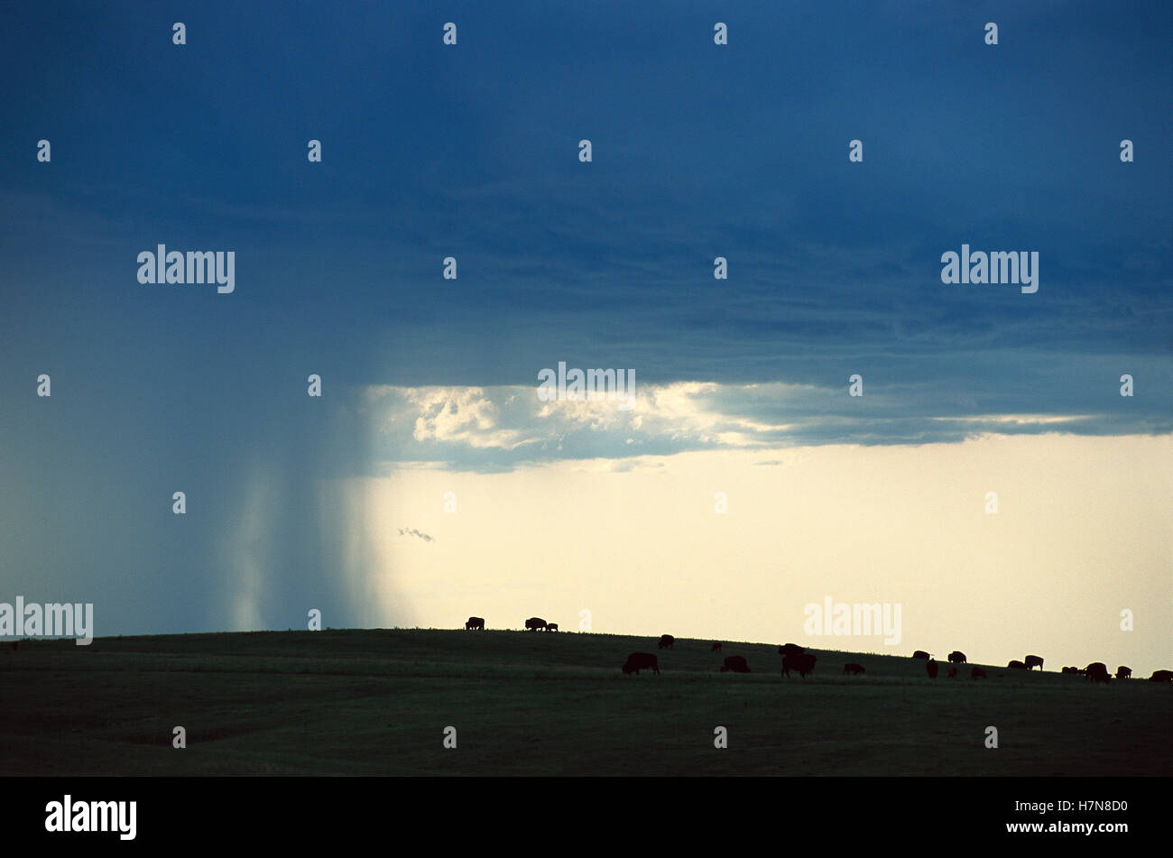 American Bison (Bison bison) herd with approaching storm, South Dakota ...