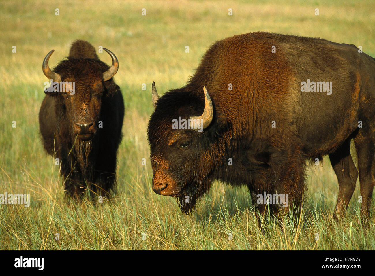 American Bison (Bison bison) pair on prairie, Wind Cave National Park ...