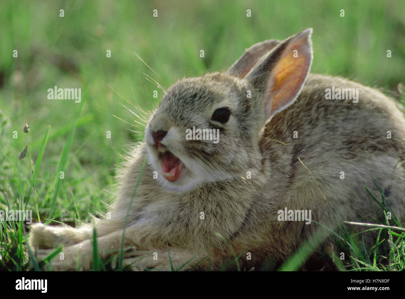 Cottontail Rabbit (Sylvilagus aquaticus) yawning, South Dakota Stock ...