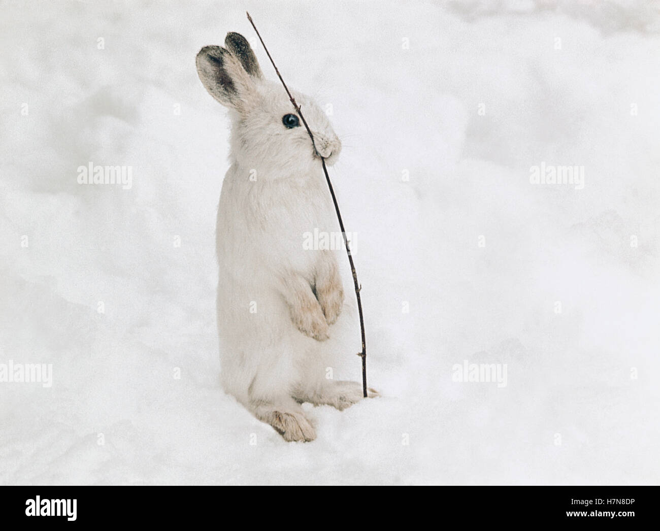 Snowshoe Hare (Lepus americanus) eating twig in winter, Minnesota Stock ...