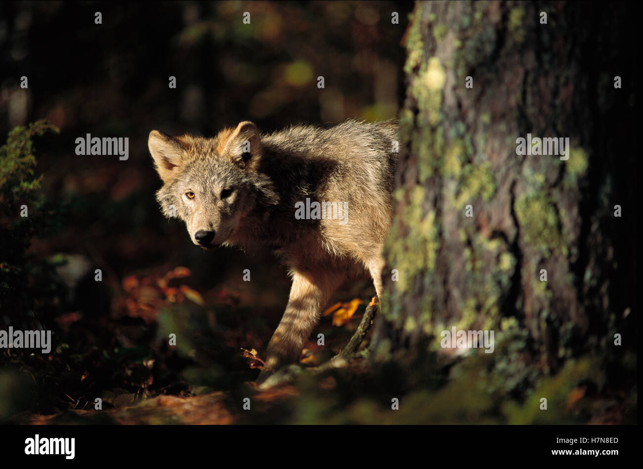 Timber Wolf (Canis lupus) juvenile in forest, Minnesota Stock Photo - Alamy