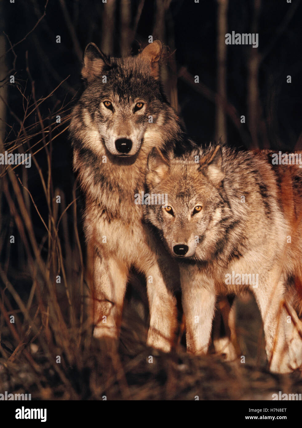 Timber Wolf (Canis lupus) pair in forest, Minnesota Stock Photo - Alamy