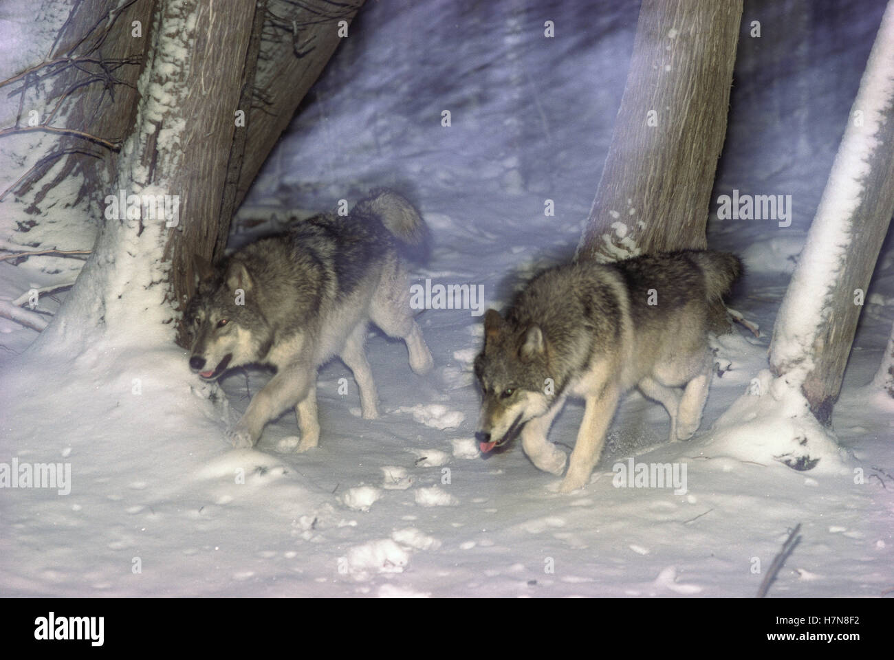 Timber Wolf (Canis lupus) pair running through boreal forest at night ...