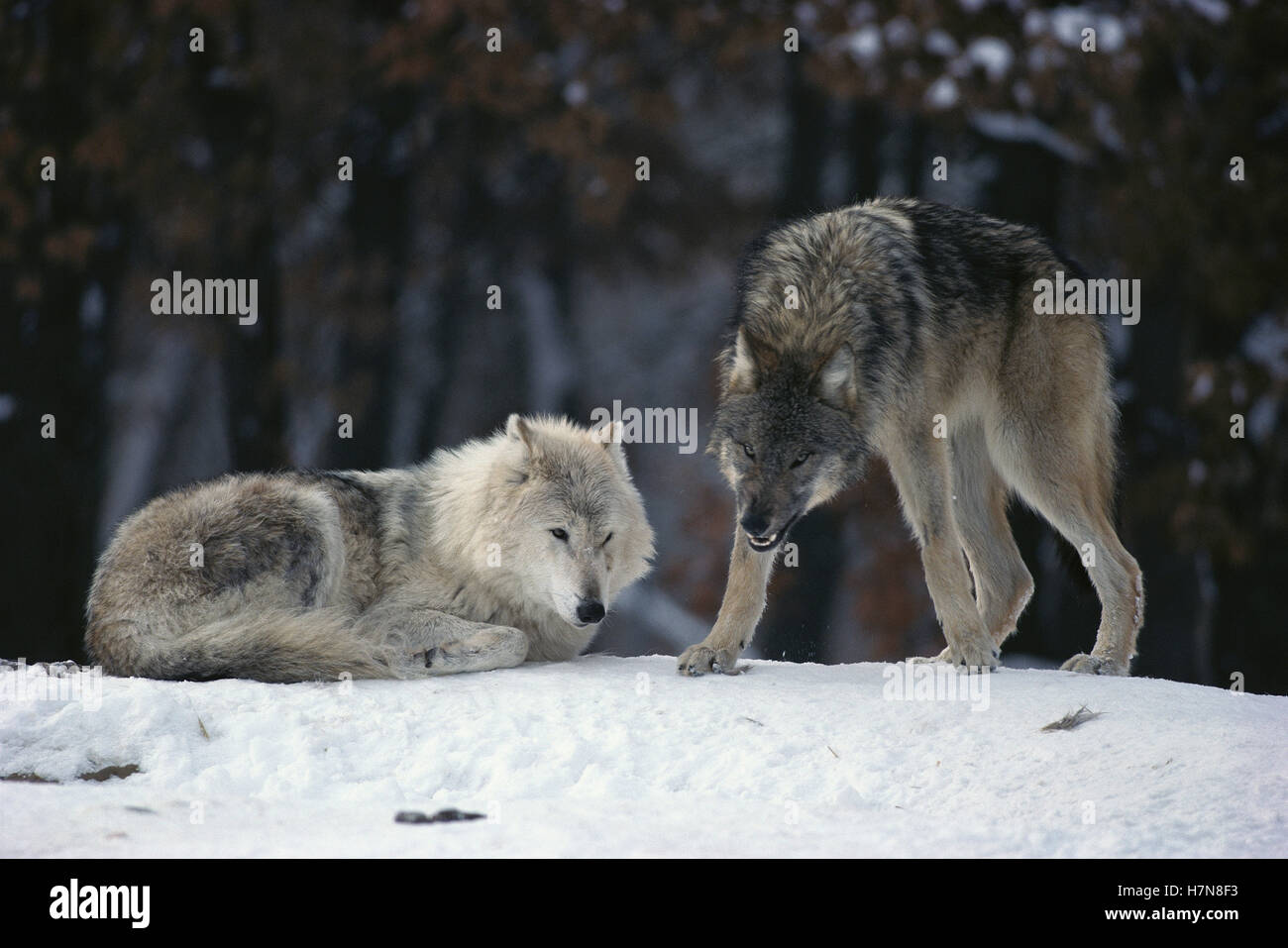 Timber Wolf (Canis lupus) alpha female resting as yearling growls at ...