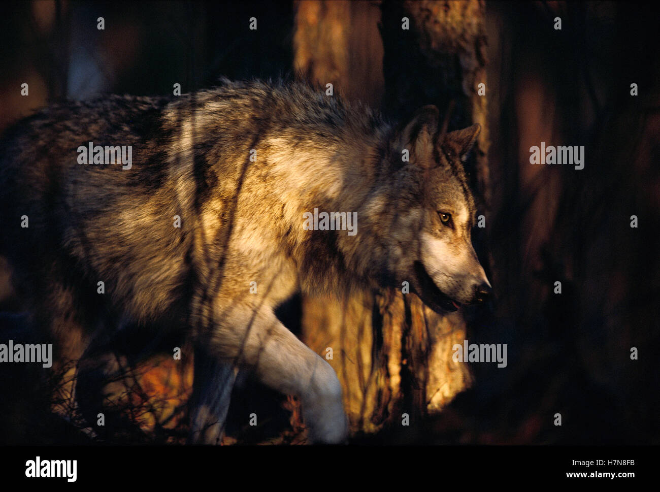 Timber Wolf (Canis lupus) walking through forest, Minnesota Stock Photo ...