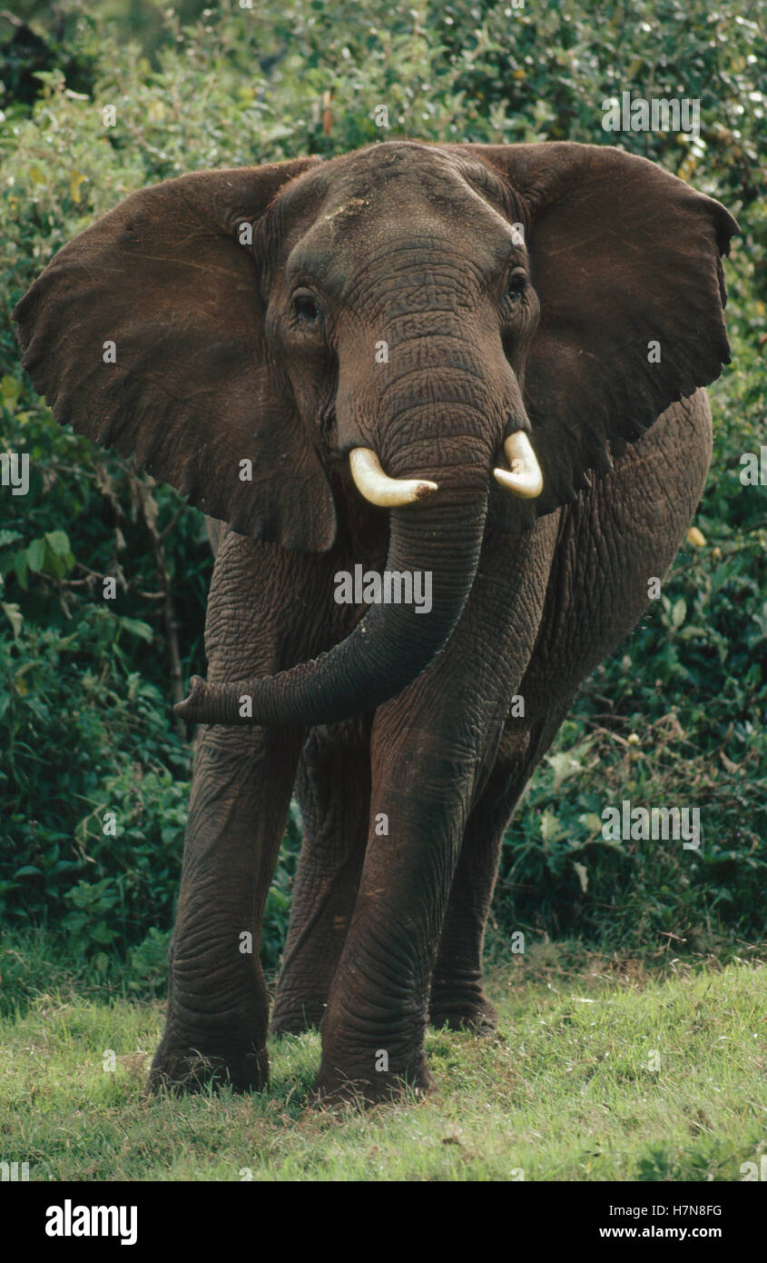 African Elephant (Loxodonta africana) in defensive posture, Kenya Stock ...