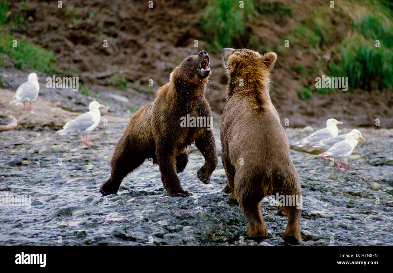 Grizzly Bear (Ursus arctos horribilis) males fighting, Alaska Stock ...