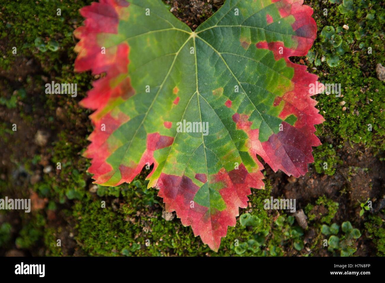 Color transformation of a fig leaf, green to red Stock Photo - Alamy