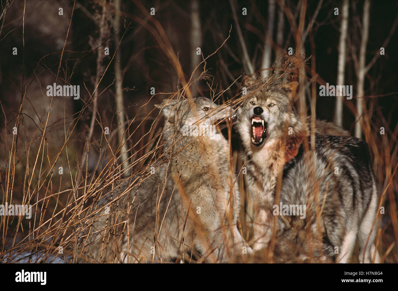Timber Wolf (Canis lupus) pair fighting, Minnesota Stock Photo - Alamy