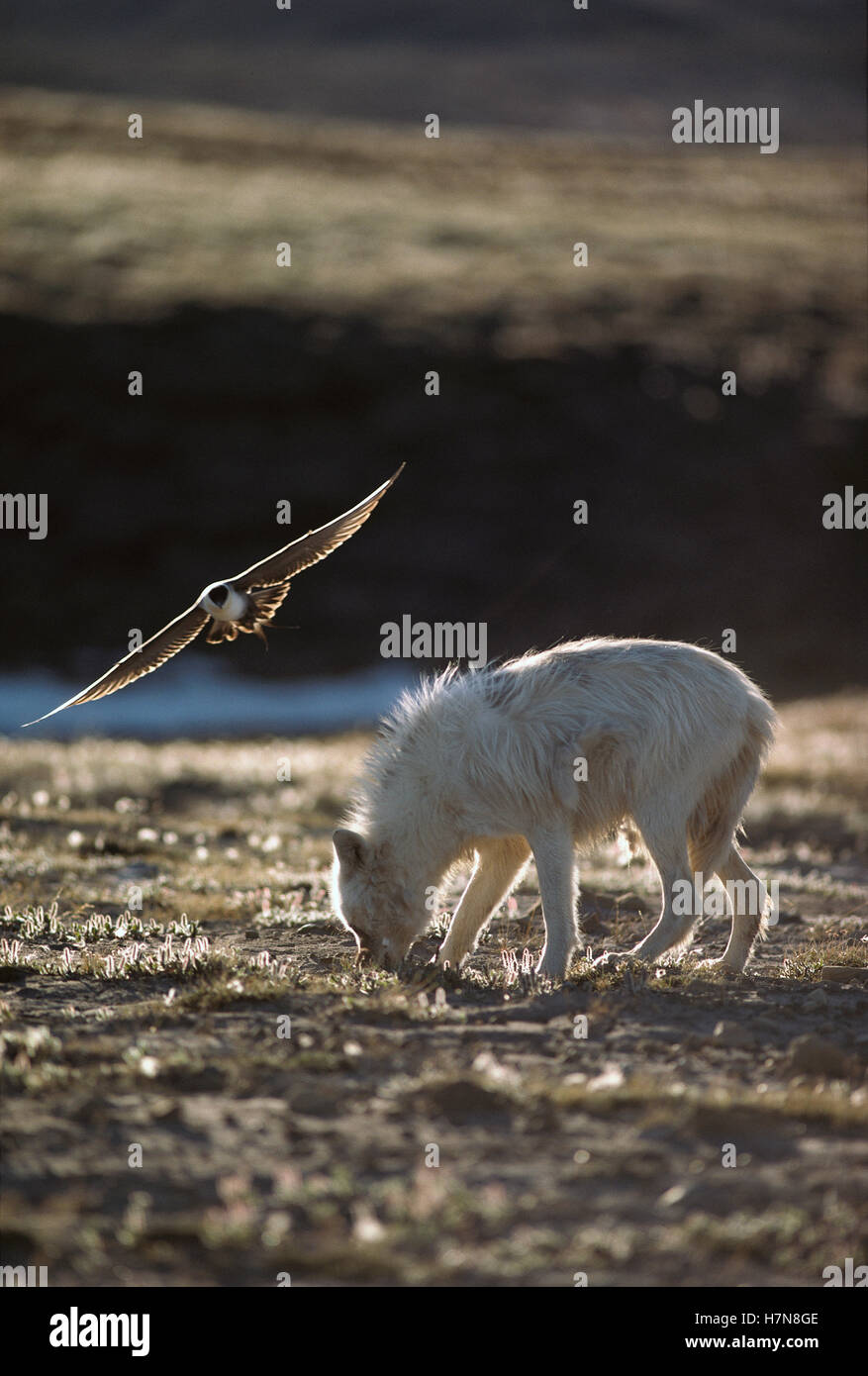 Long-tailed Jaeger (Stercorarius longicaudus) attacking Arctic Wolf ...